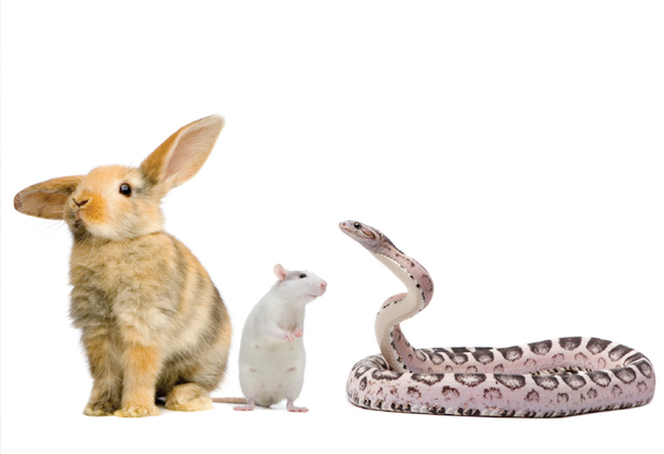 Exploring An Exotic Pet Option? : Orlando Family Magazine