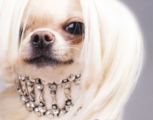 Pampered Pets : Orlando Family Magazine